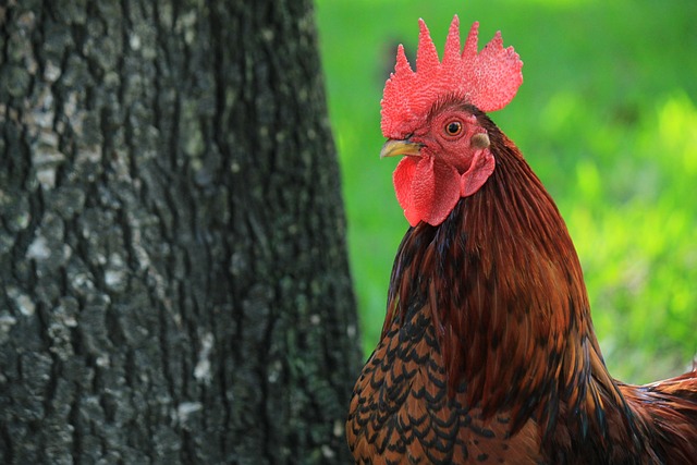 100+ Free Gallo & Nature Images - Pixabay