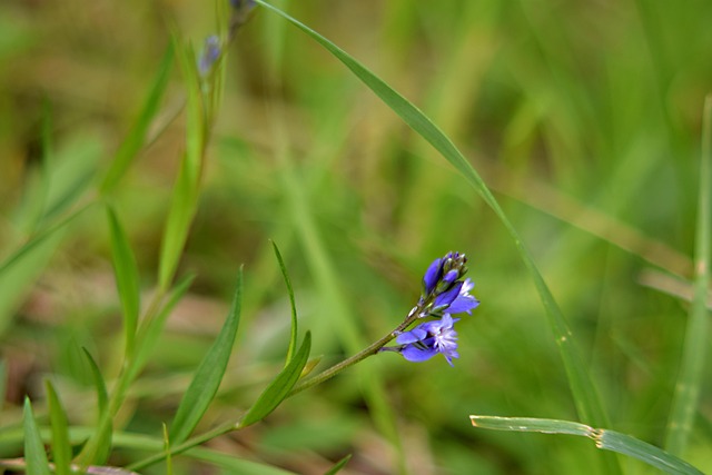 Fleur De Prairie Macro La - Photo gratuite sur Pixabay - Pixabay