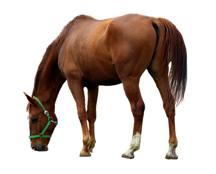 Pferd Freigestellt Bilder - Kostenlose Bilder herunterladen - Pixabay