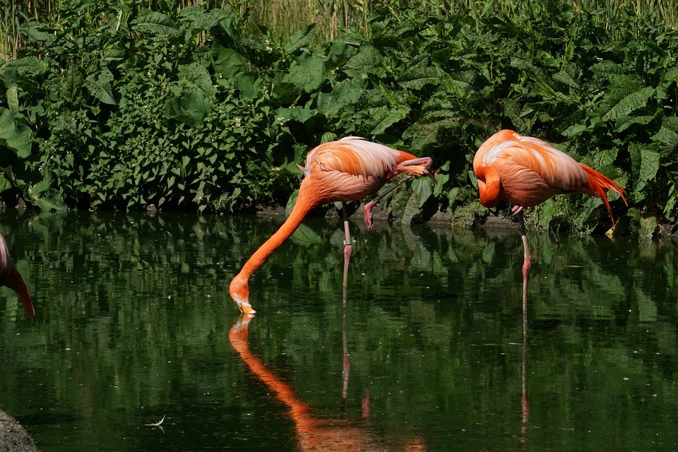 Flamingos Reflection Zoo - Free photo on Pixabay - Pixabay