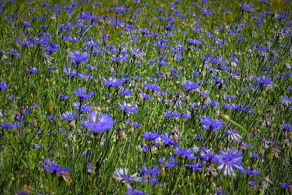 Field Of Cornflowers Spring Nature - Free photo on Pixabay