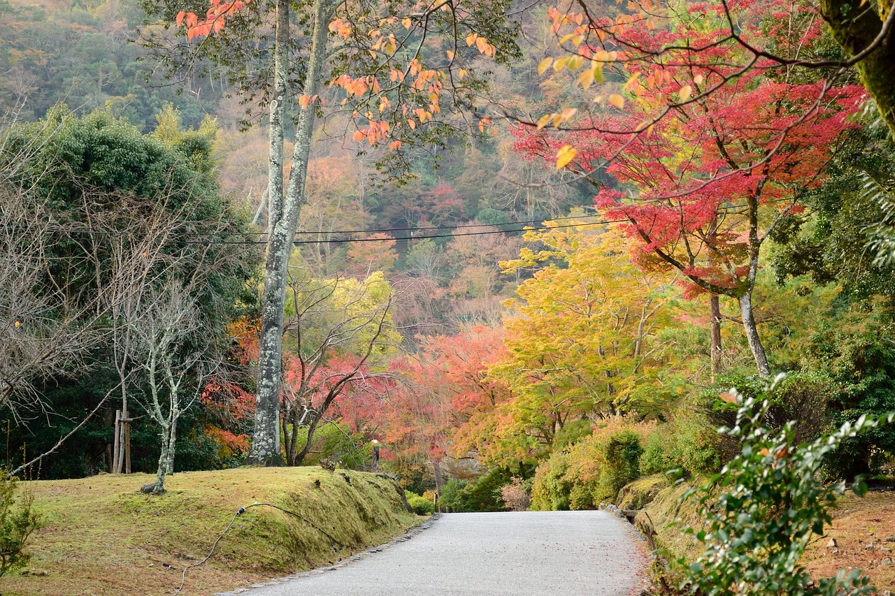 Autumn Tree Japan - Free photo on Pixabay