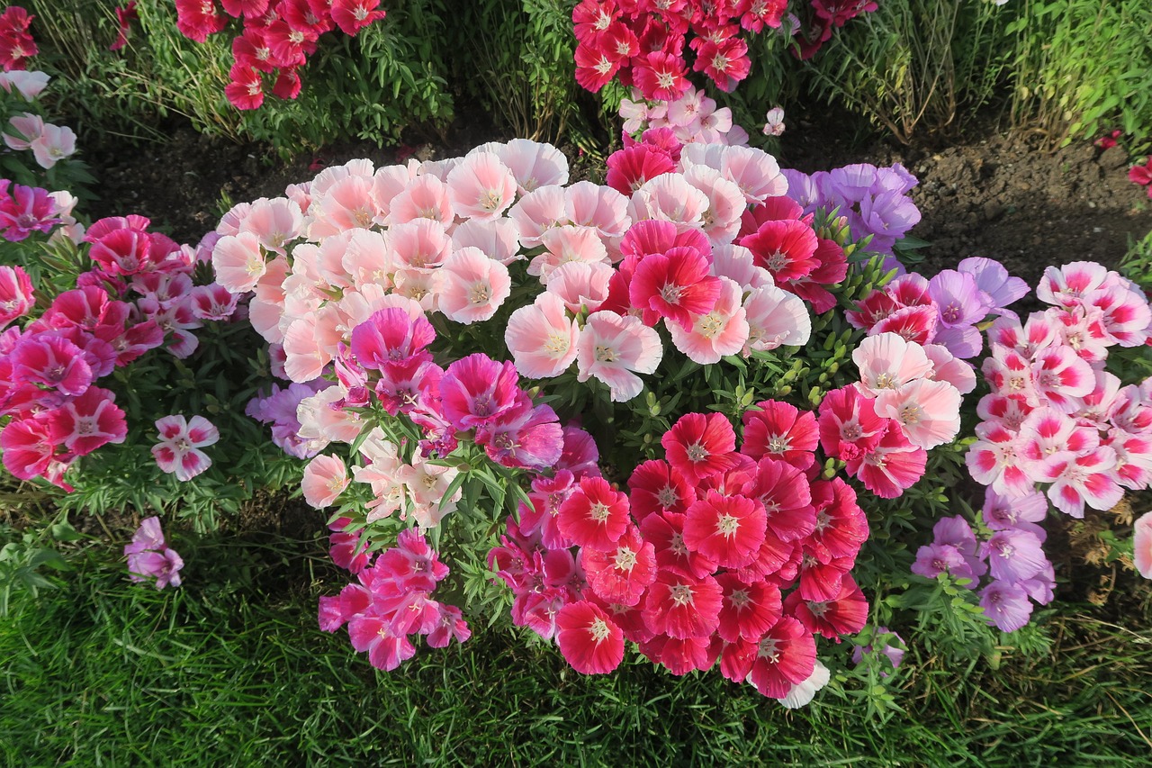 600+ kostenlose Blumenbilder und Natur-Bilder - Pixabay