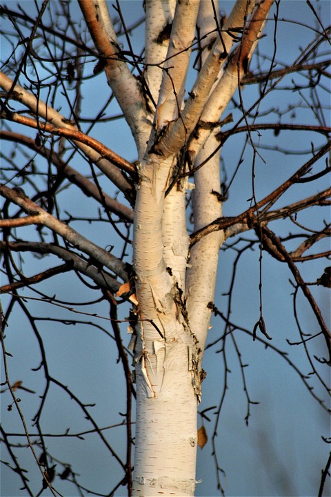 Tree Birch - Free photo on Pixabay