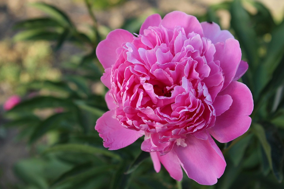 Paeonie Peony Beautiful - Free photo on Pixabay