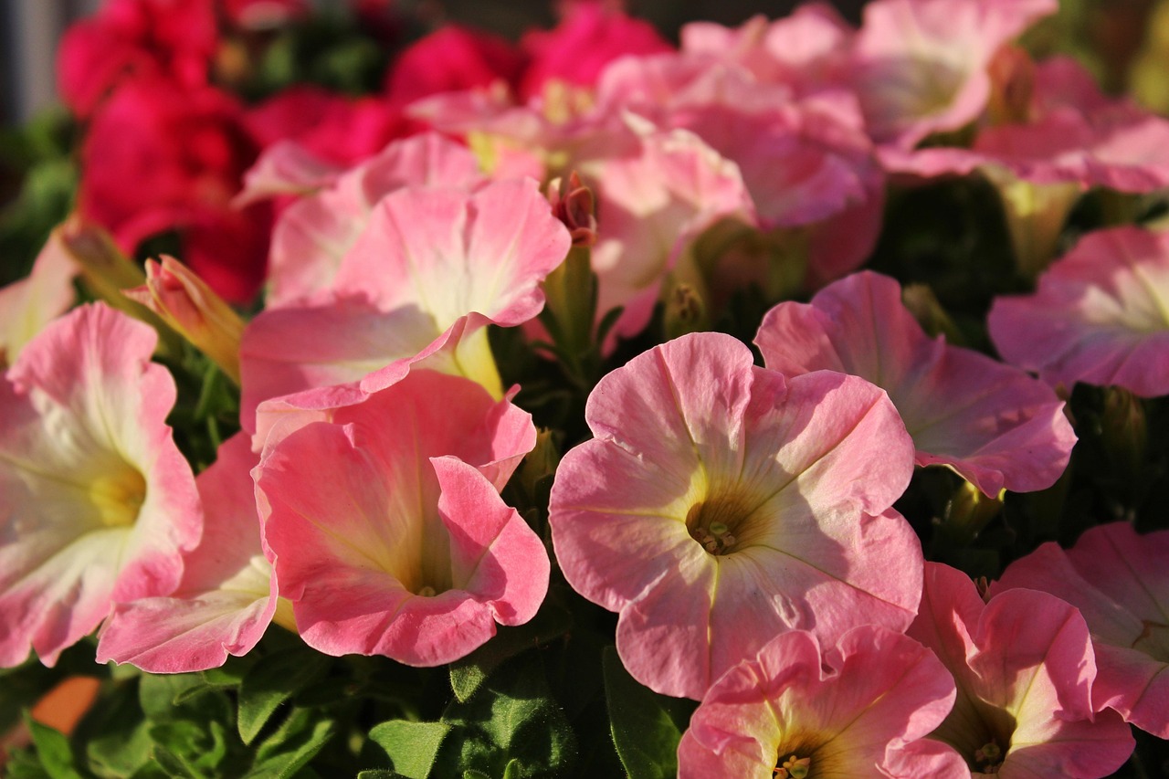 Petunia Flower Spring - Free photo on Pixabay