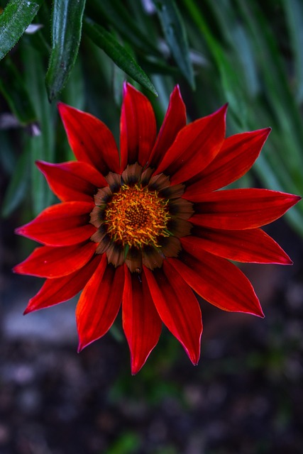 Hermosa Flor Naturaleza Pétalos - Foto gratis en Pixabay