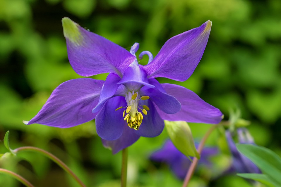 Nature Plant Columbia - Free photo on Pixabay
