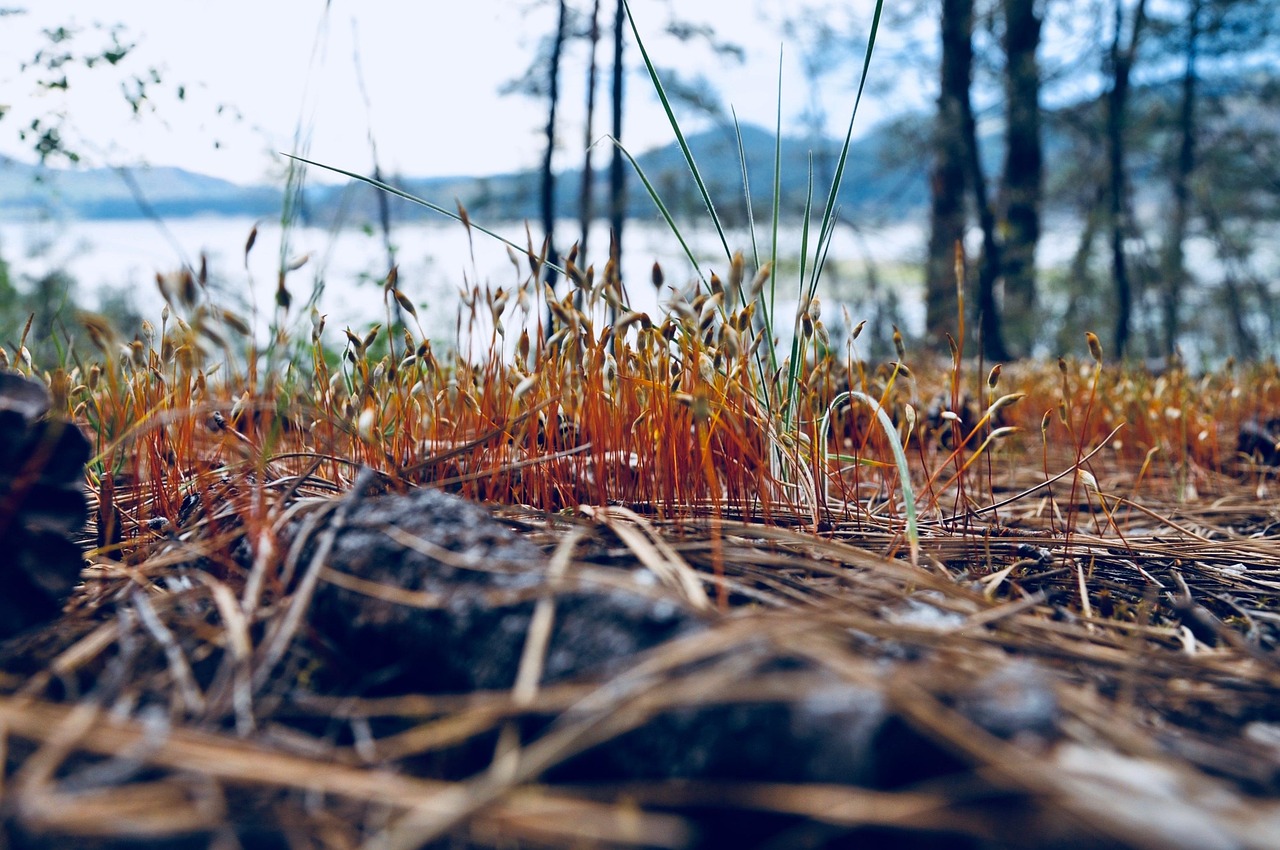 Naturaleza Cerrar Suelo Del Bosque - Foto gratis en Pixabay - Pixabay