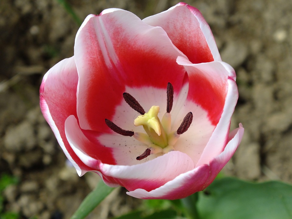 Tulipe Fleur Jardin - Photo gratuite sur Pixabay - Pixabay