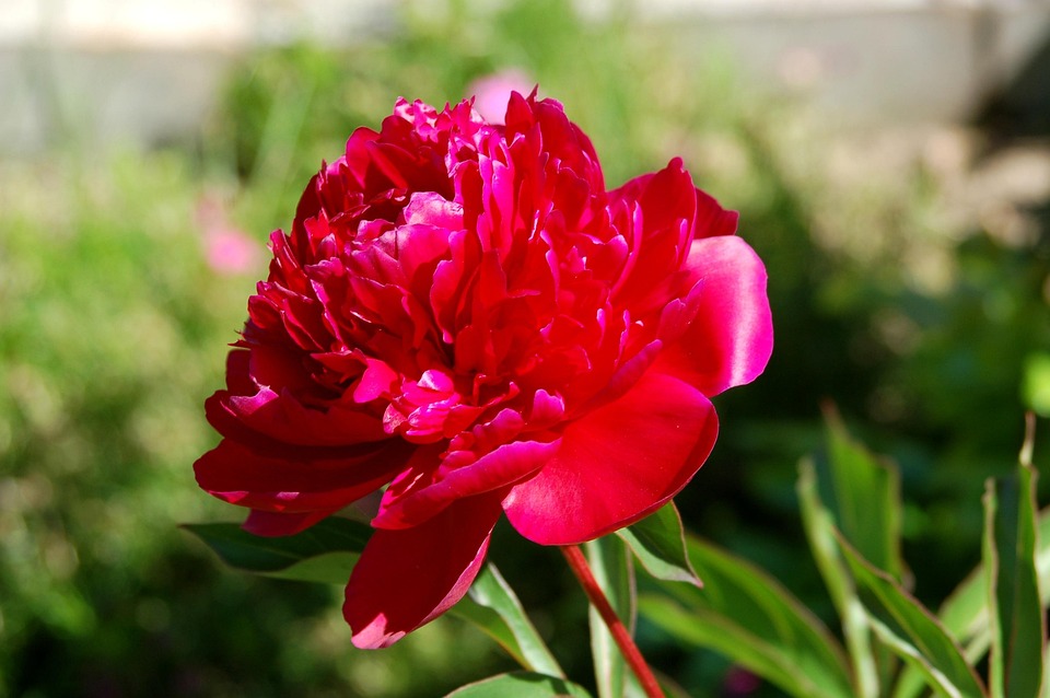Pivoine Fleur Plantes D'Ornement - Photo gratuite sur Pixabay - Pixabay