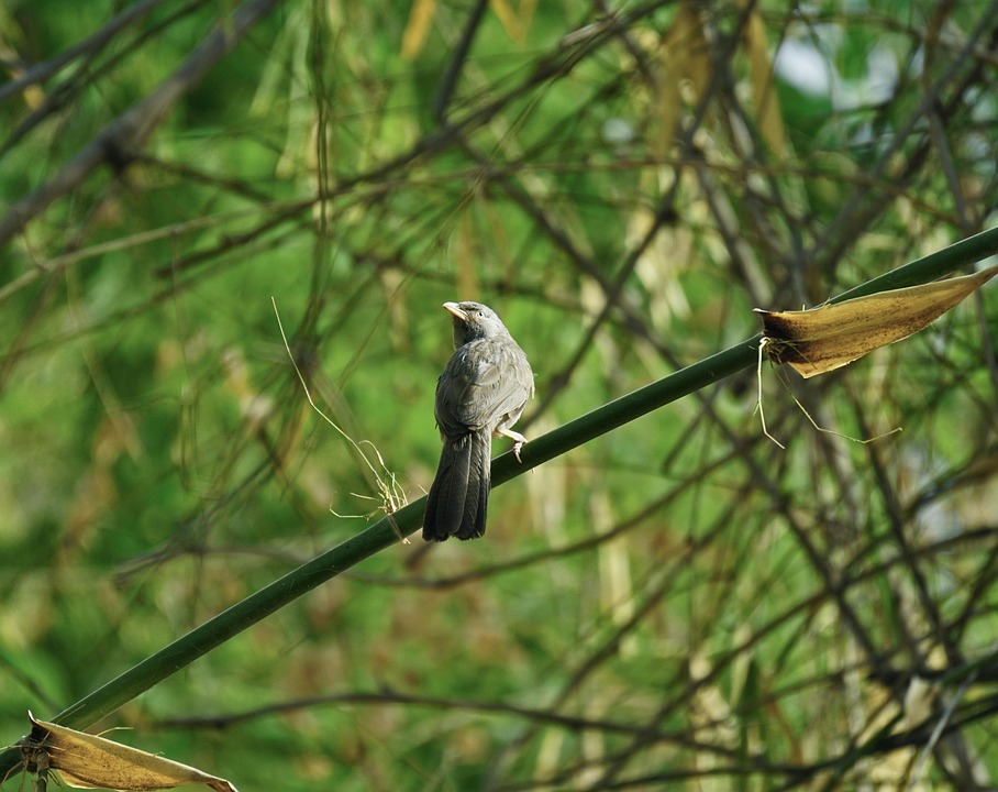 Angrybird Indián Maina - Ingyenes fotó a Pixabay-en - Pixabay