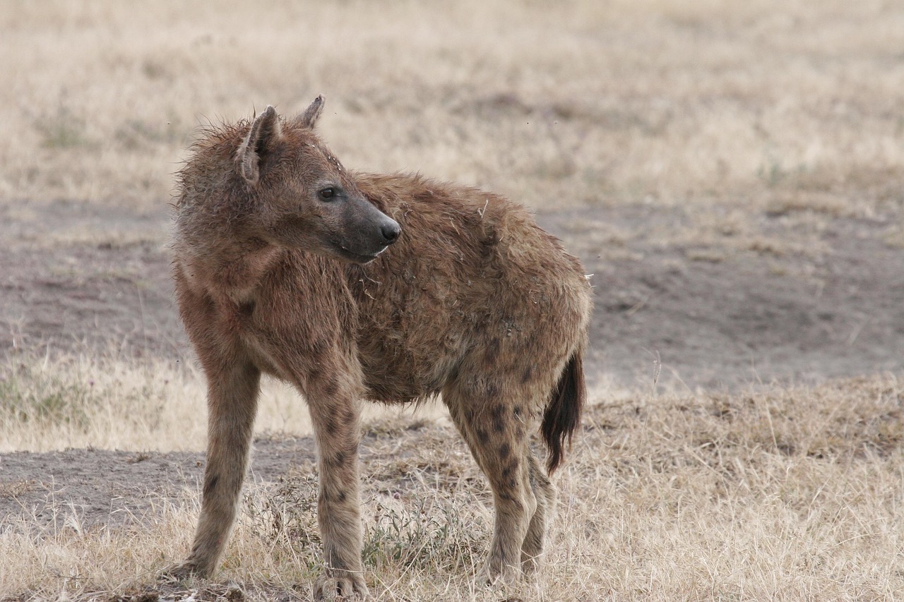 Hyena Afrika Serengeti - Foto gratis di Pixabay - Pixabay