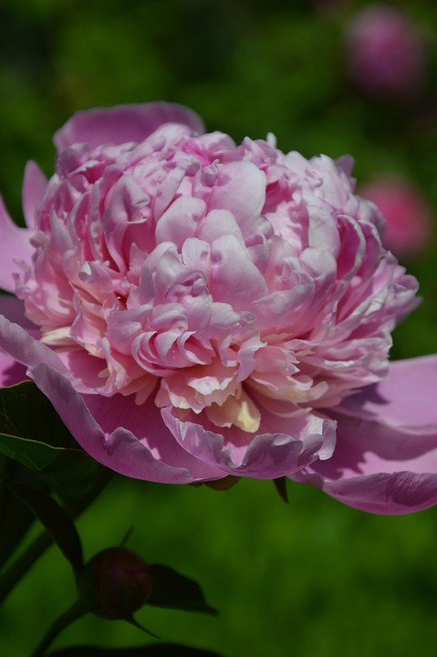 Plante Pivoine - Photo gratuite sur Pixabay - Pixabay