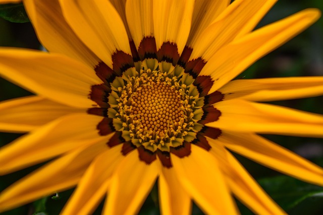 Belle Fleur Le Printemps - Photo gratuite sur Pixabay - Pixabay
