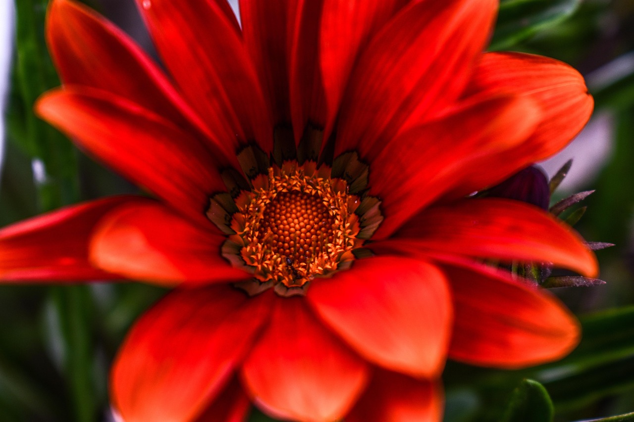 Belle Fleur Le Printemps - Photo gratuite sur Pixabay - Pixabay