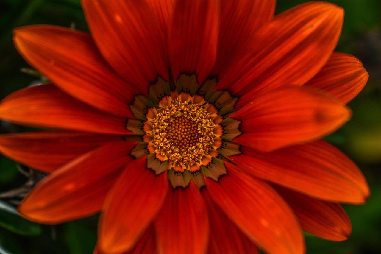 Bunga Yang Indah Cantik Musim Semi Foto Gratis Di Pixabay Pixabay