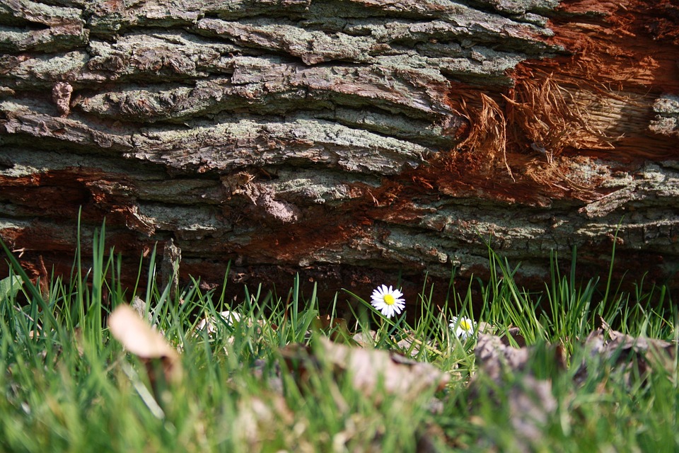 Tree Trunk Daisy Nature - Free photo on Pixabay - Pixabay