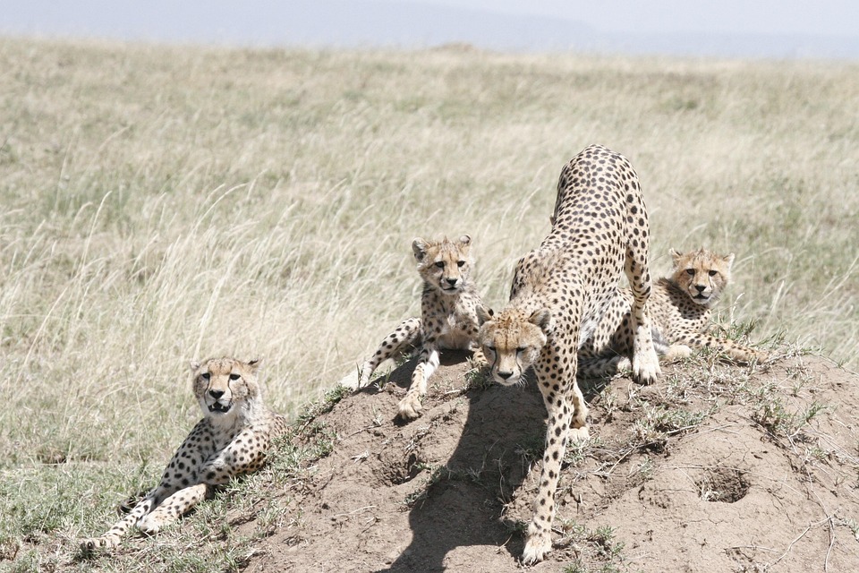 Cheetah Mother Cubs - Free photo on Pixabay - Pixabay