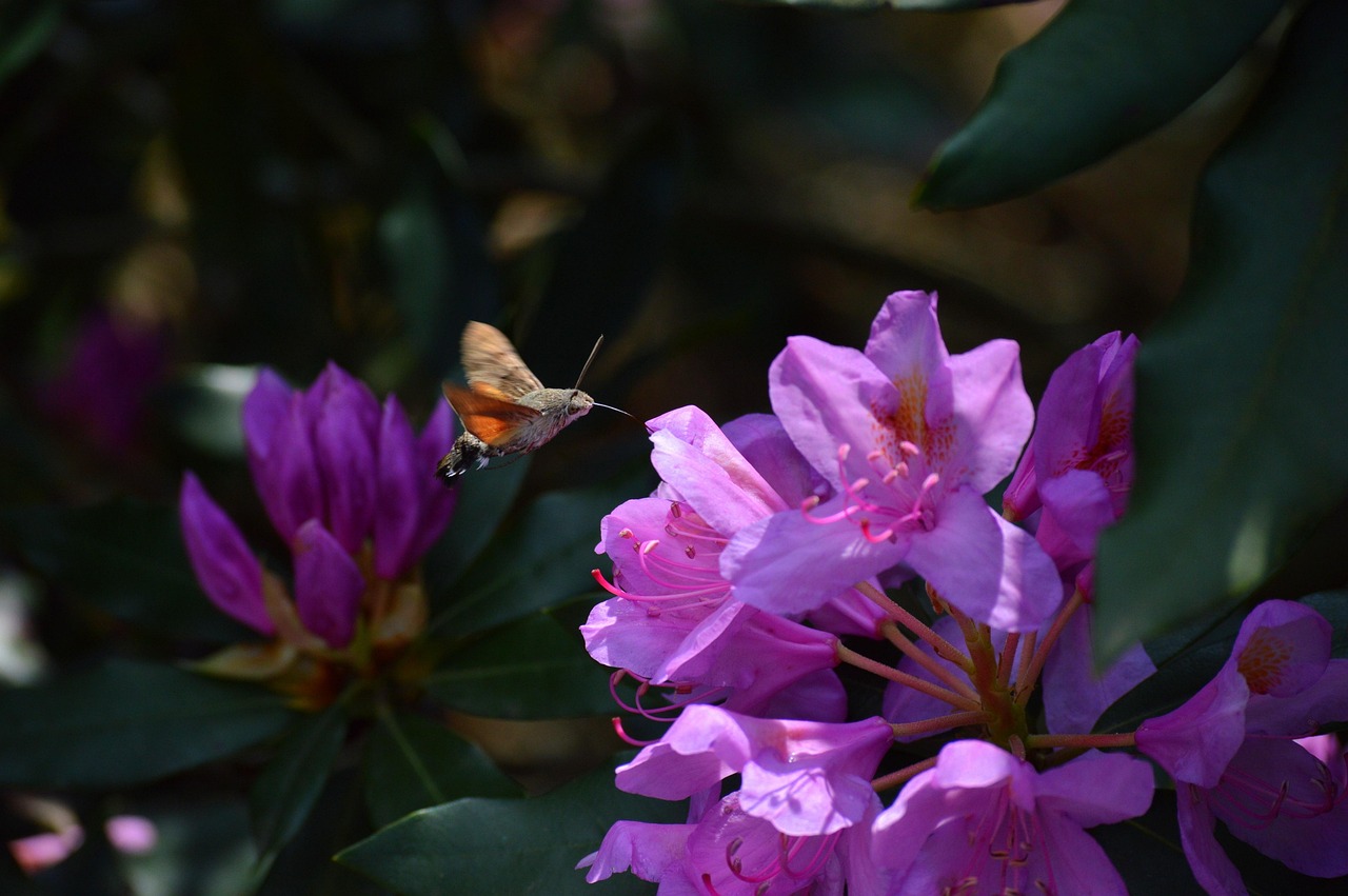 300+ Free Arboretum Park & Arboretum Images - Pixabay