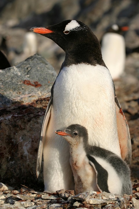 Antartica Penguin Animal - Free photo on Pixabay - Pixabay
