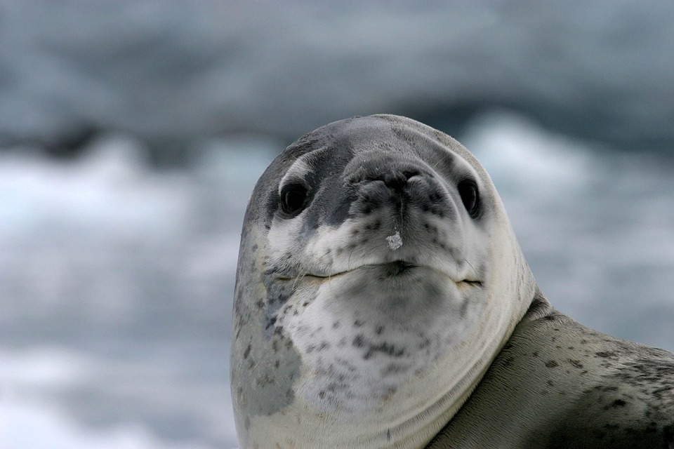 Antartica Animal Nature - Free photo on Pixabay - Pixabay