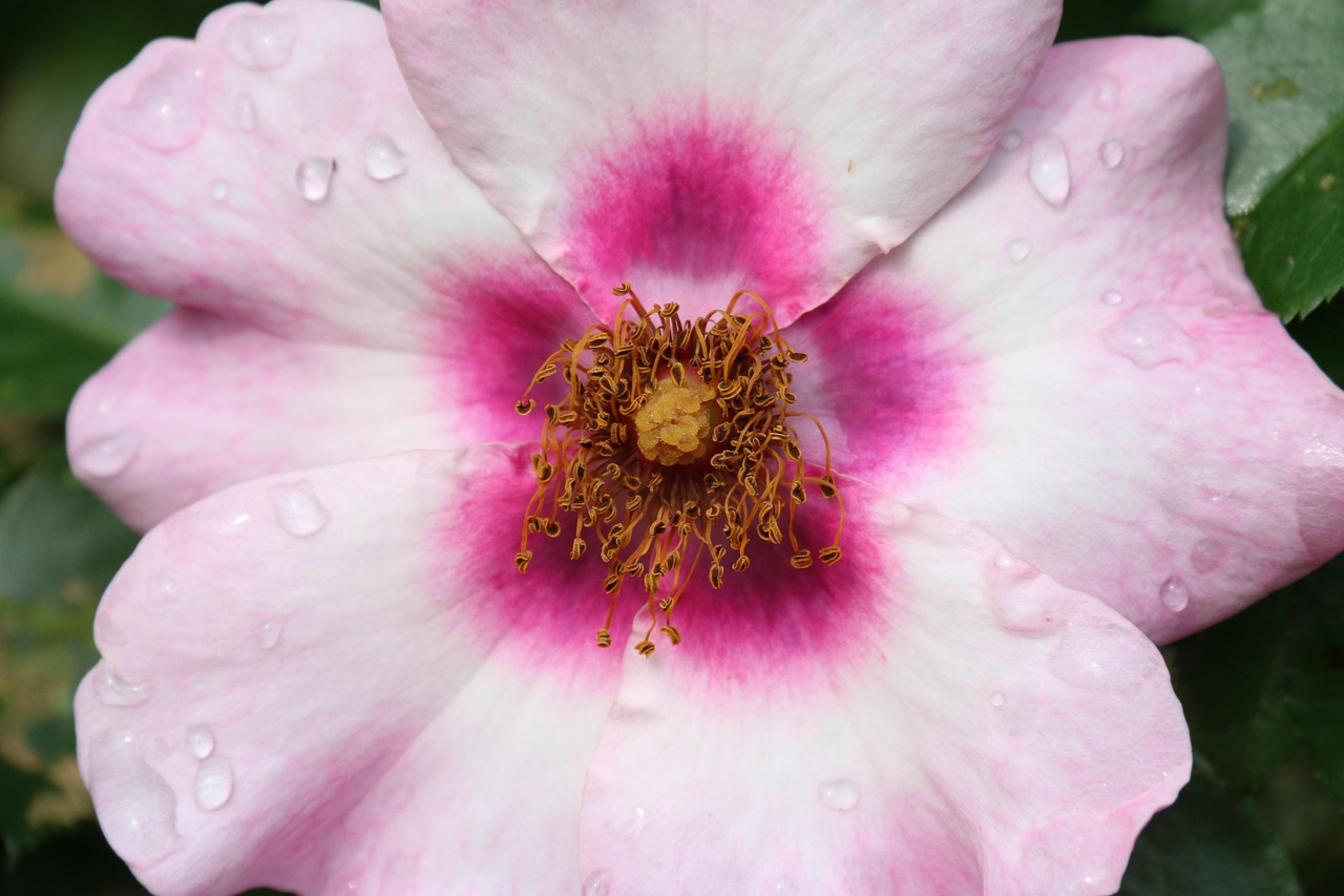 Pink Rumpun Pohon Bunga Mawar Wild - Foto gratis di Pixabay - Pixabay