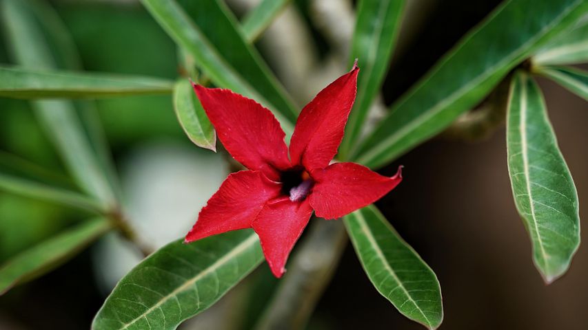 10+ Free Impala Lily & Flower Images - Pixabay