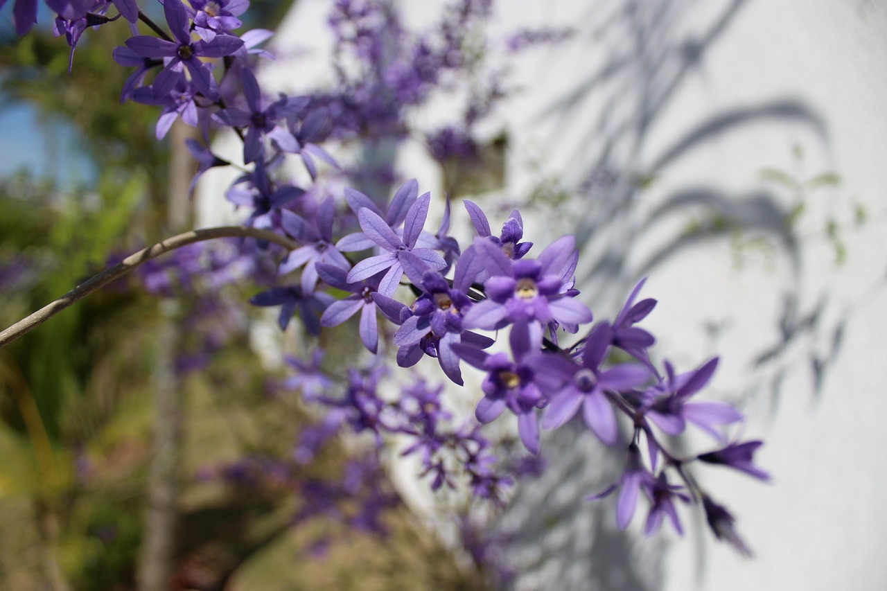 Bunga Ungu Kebun Warna - Foto gratis di Pixabay - Pixabay