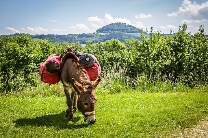100+ Free Burden & Donkey Images - Pixabay