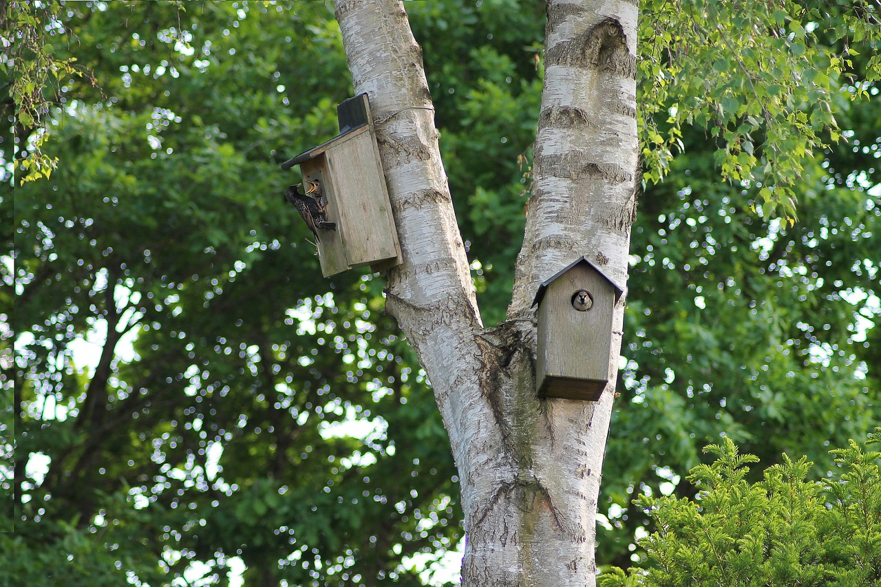 Birds Garden Nature - Free photo on Pixabay - Pixabay