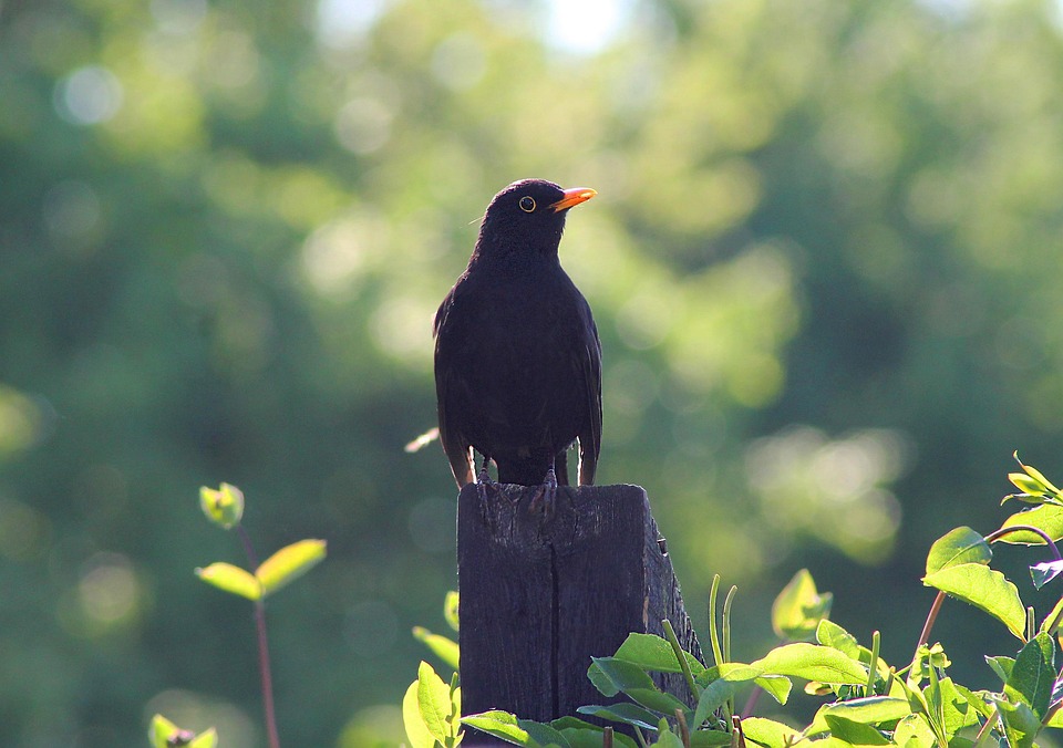 Bird Blackbird Nature - Free photo on Pixabay - Pixabay