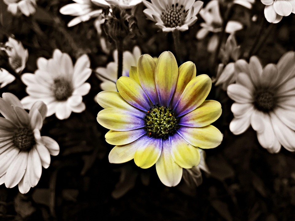 Fleurs Le Printemps Fleur - Photo gratuite sur Pixabay - Pixabay
