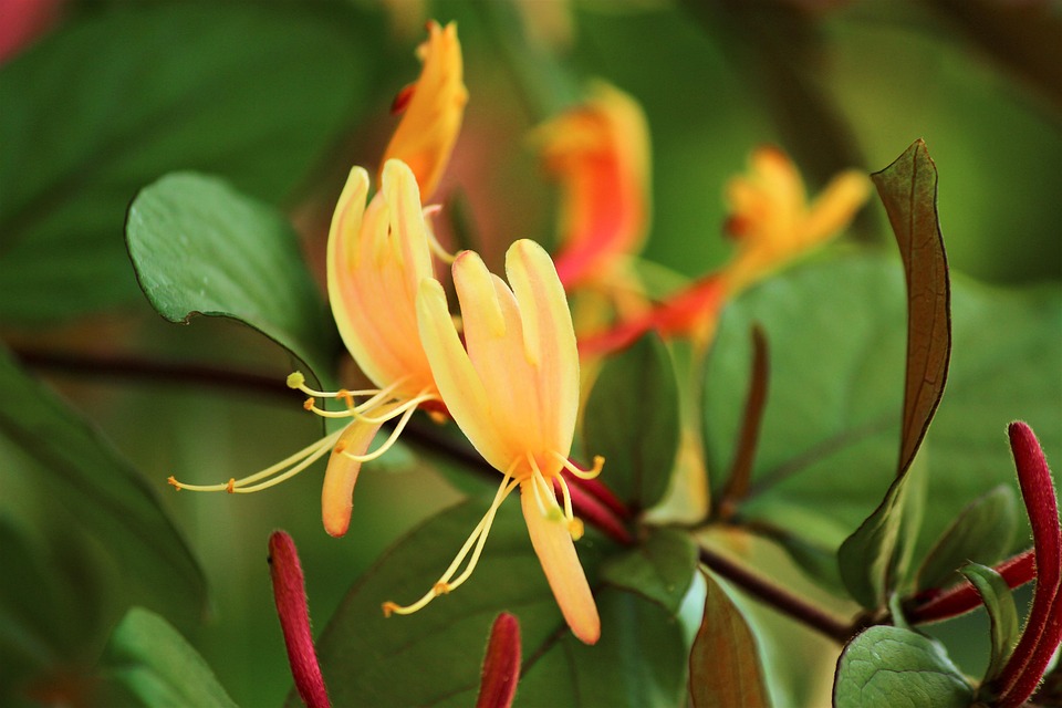 Honeysuckle Spring - Free photo on Pixabay - Pixabay