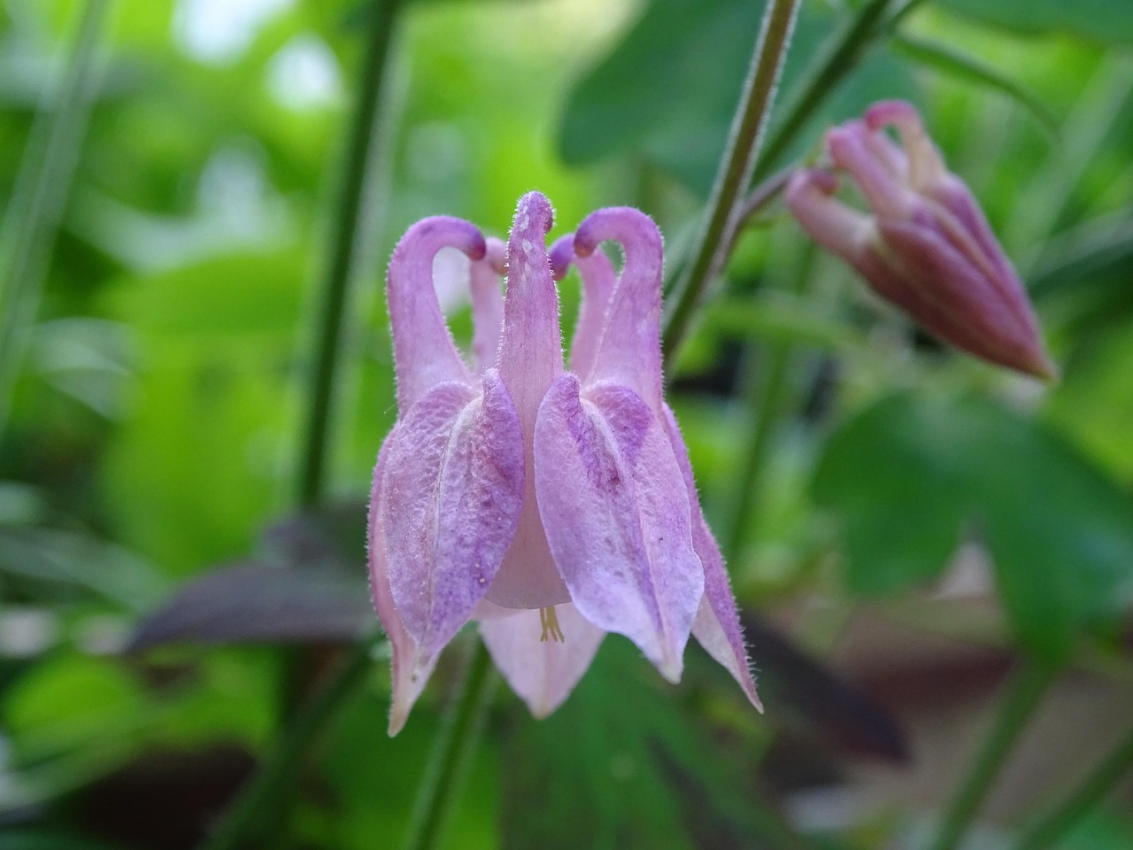 Kolumbia Bunga Columbine - Foto gratis di Pixabay - Pixabay
