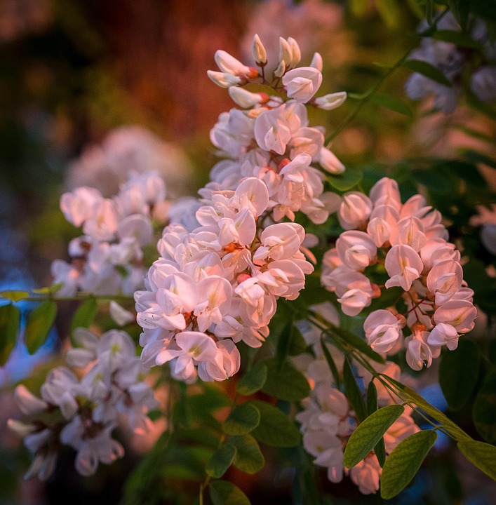 Bunga Sakura Putih Merah Jambu - Foto gratis di Pixabay - Pixabay