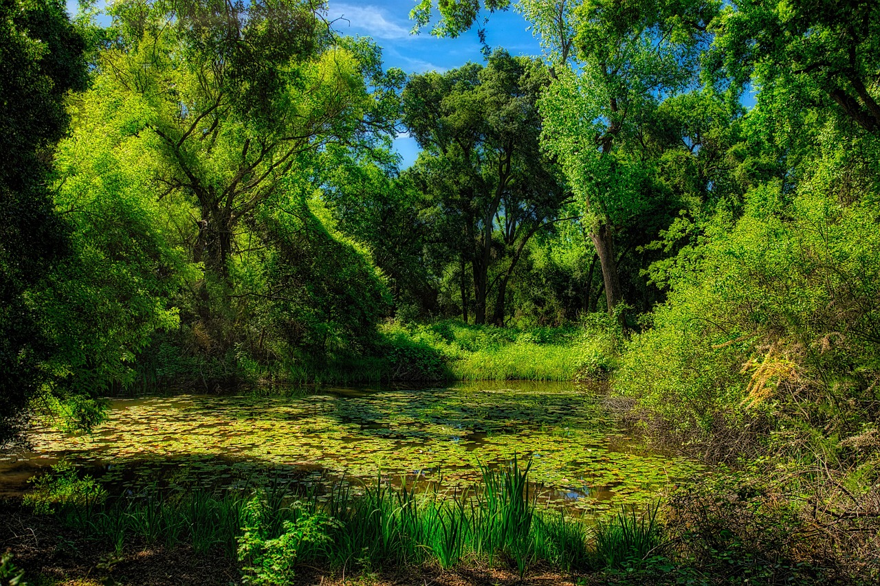 20,000+ Free Park Scene & Nature Images - Pixabay