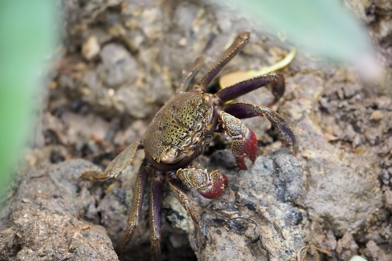 Crab Animal Small - Free photo on Pixabay