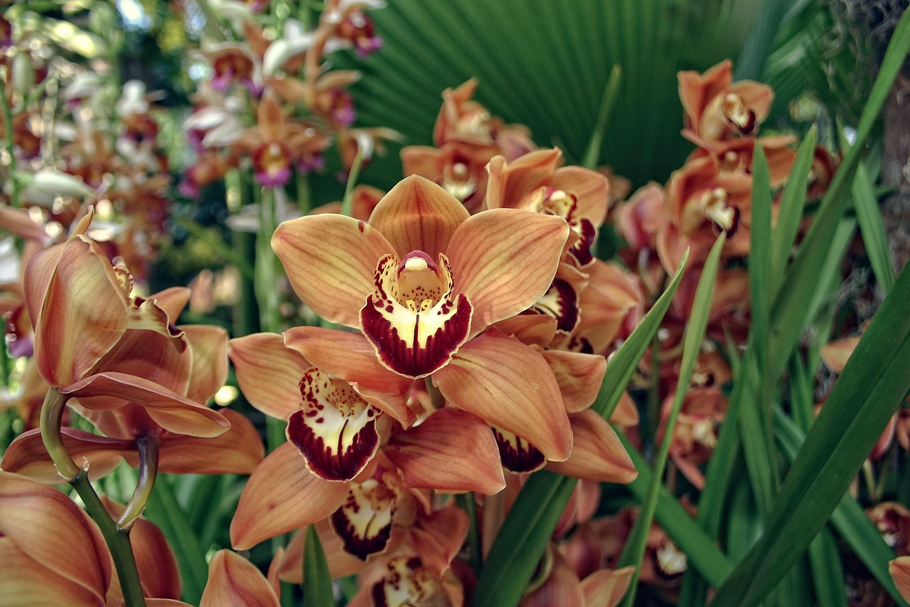 Orchidee Orange Burgund · Kostenloses Foto auf Pixabay