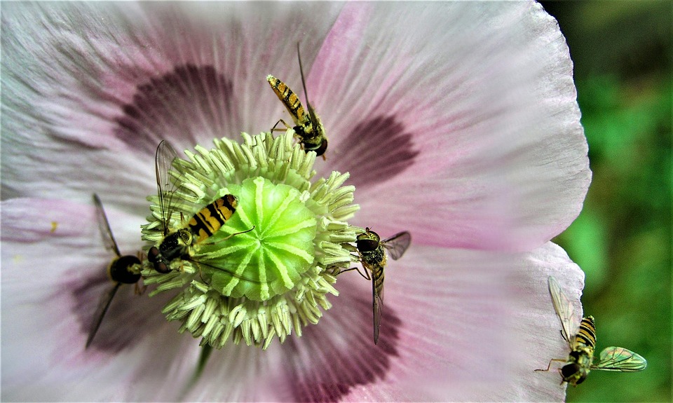 Hoverfly Insecte Fleur - Photo gratuite sur Pixabay - Pixabay