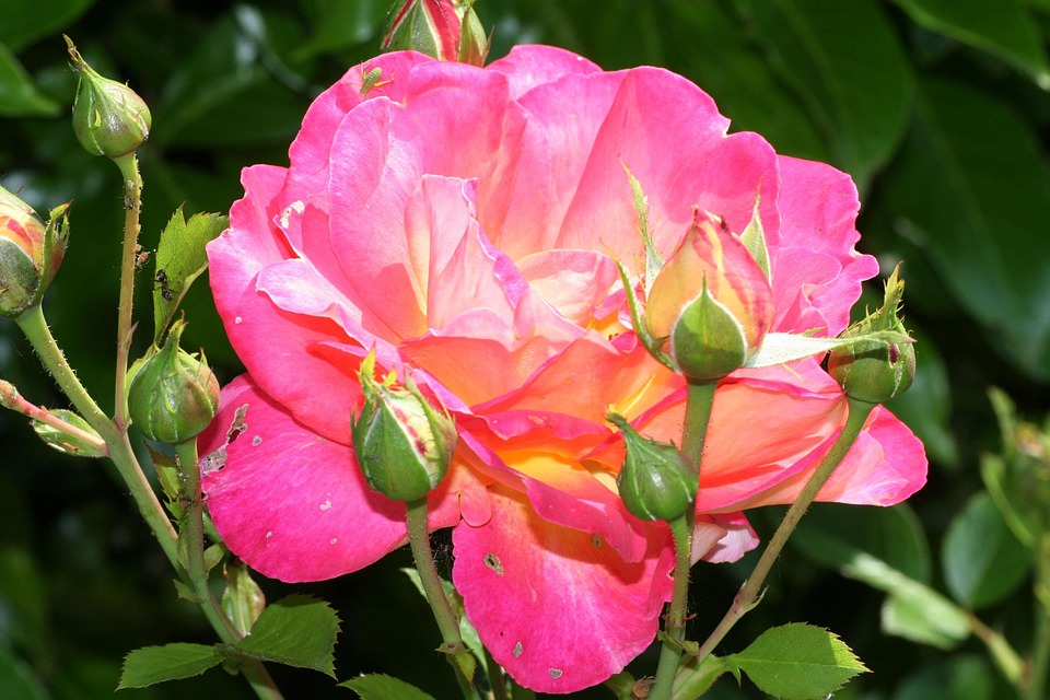 Pink Bunga Rumpun Pohon - Foto gratis di Pixabay - Pixabay