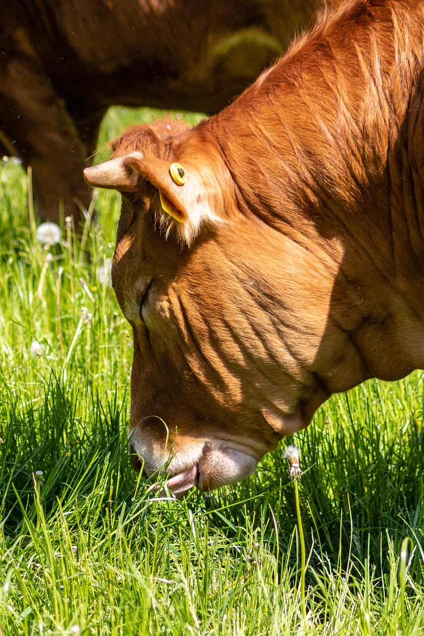 90+ Free Heifer & Cow Images - Pixabay
