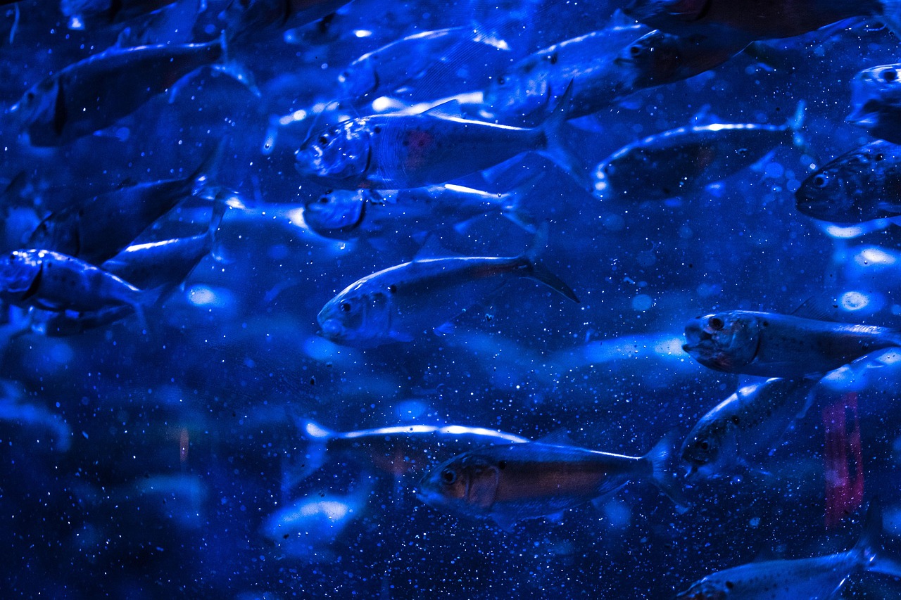 School Fish Menhaden - Free photo on Pixabay - Pixabay