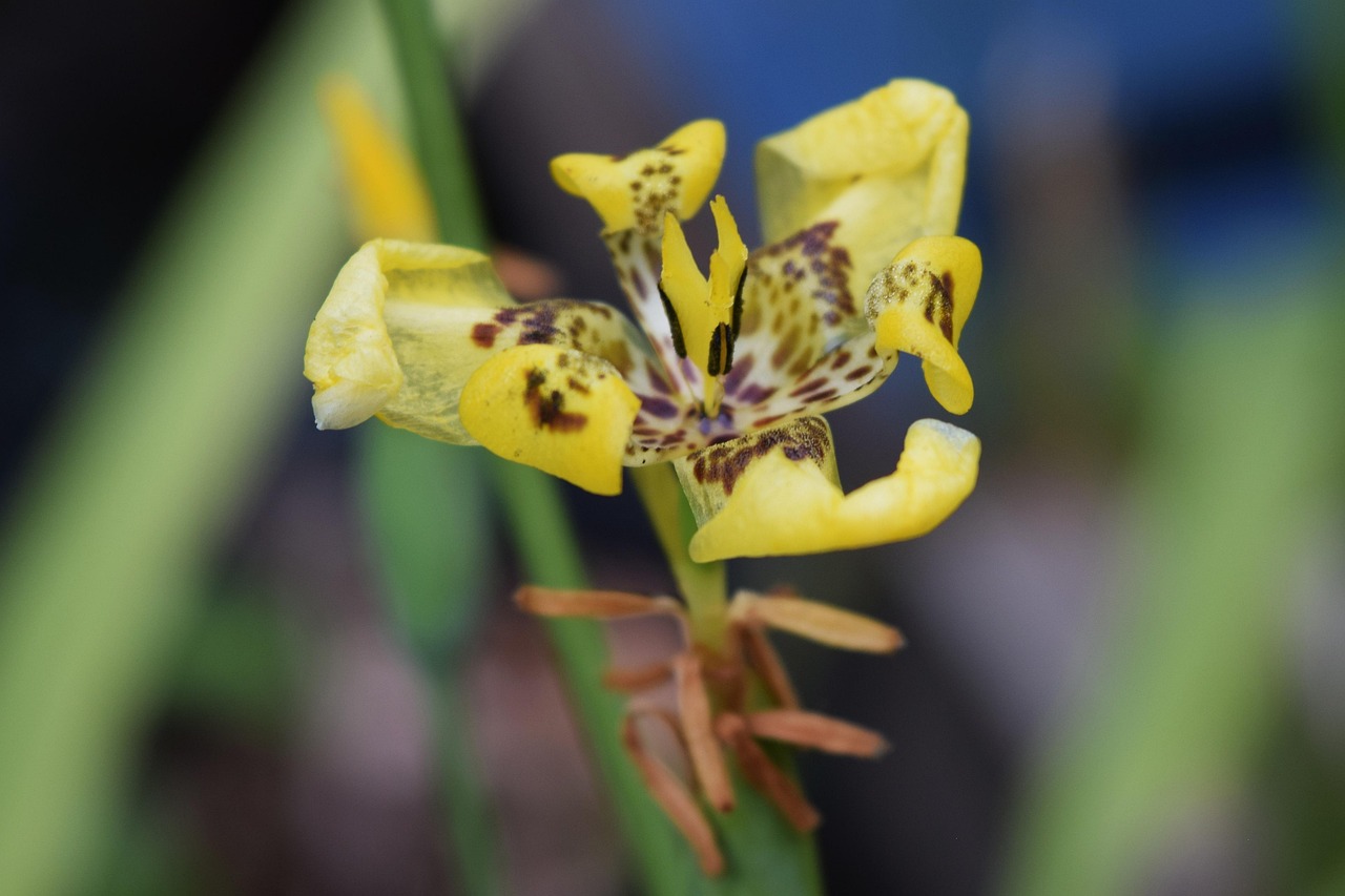 Yellow Blossom Bloom - Free photo on Pixabay