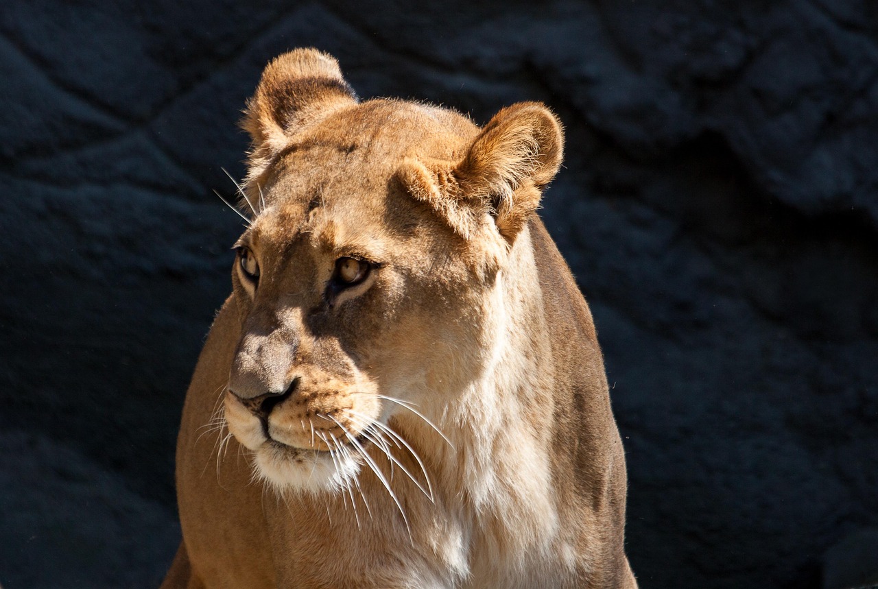 1,000+ Free Lioness & Lion Images - Pixabay