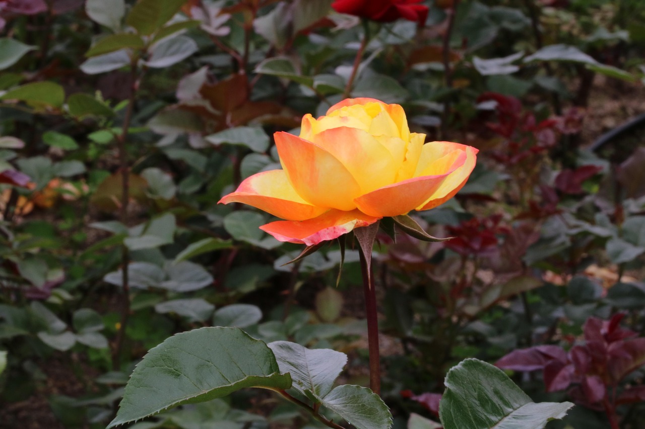 Rose Festival Seoul - Free photo on Pixabay - Pixabay