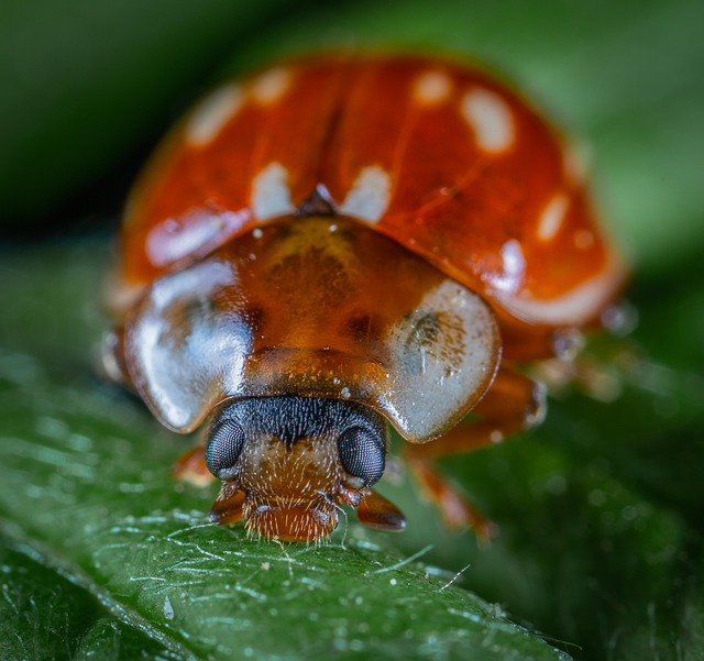 Macro Beetle Insect - Free photo on Pixabay - Pixabay