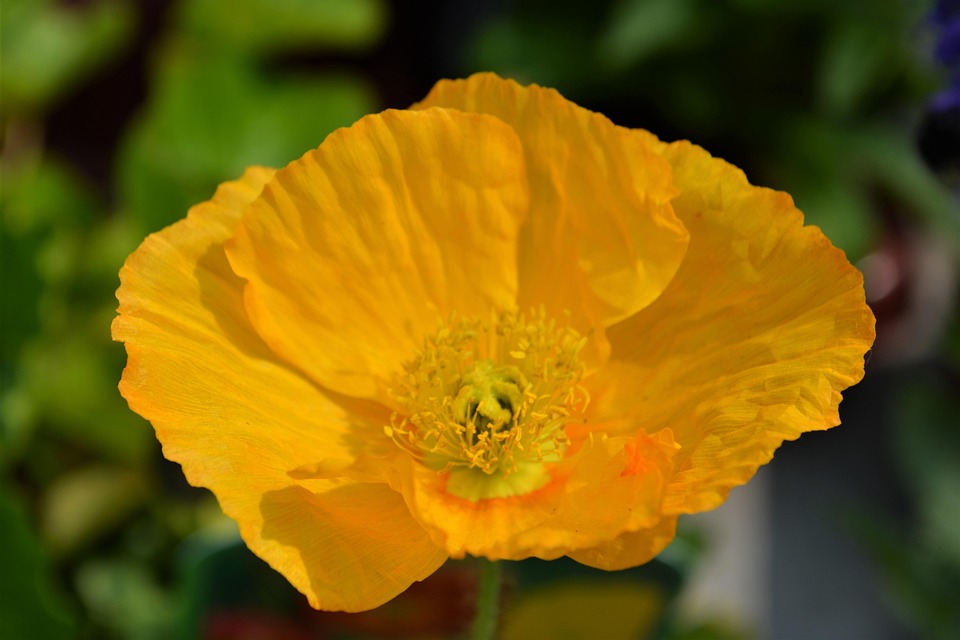 Yellow Blossom Bloom - Free photo on Pixabay - Pixabay