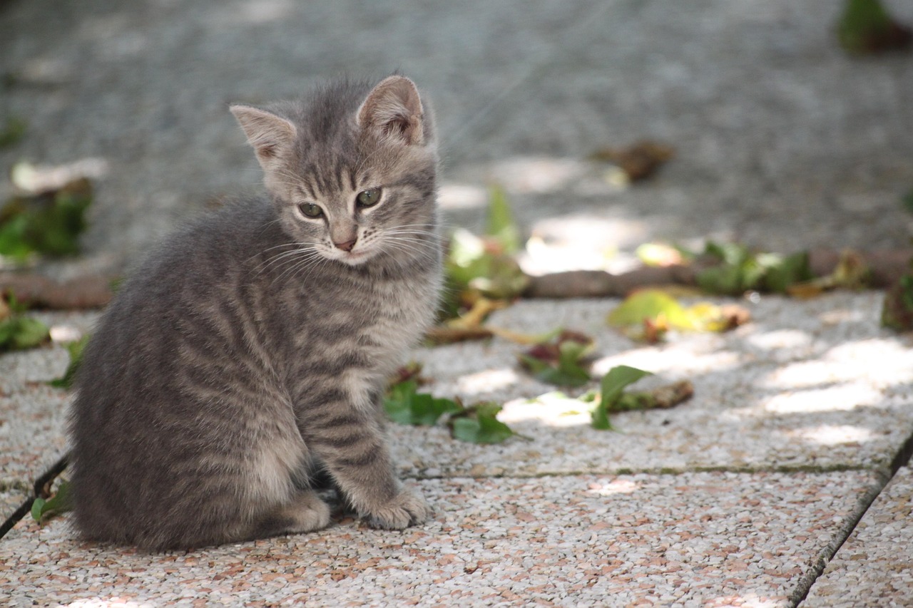 Domestic Animal Kitten Tiger - Free photo on Pixabay
