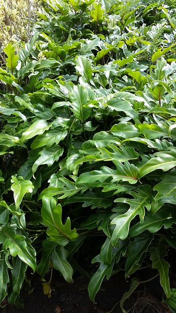 Zanadu Planta Plantas De Casa - Foto gratuita no Pixabay - Pixabay